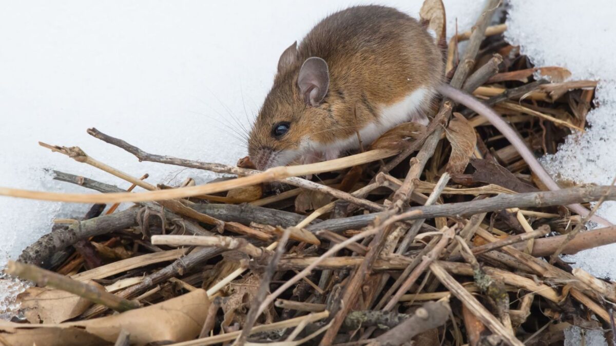 21 Surprising Animals That Hibernate The Longest