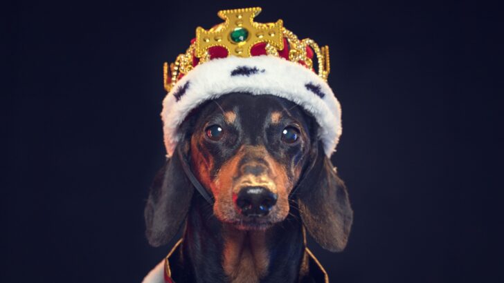 22 Dog Breeds That Behave Like Royalty