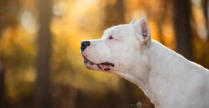 23 Fierce Dog Breeds Strong Enough To Stand Against A Wolf - Animalko