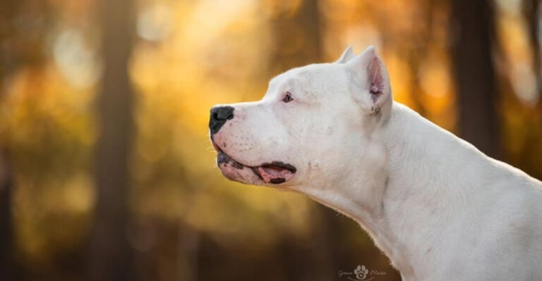 23 Fierce Dog Breeds Strong Enough To Stand Against A Wolf - Animalko