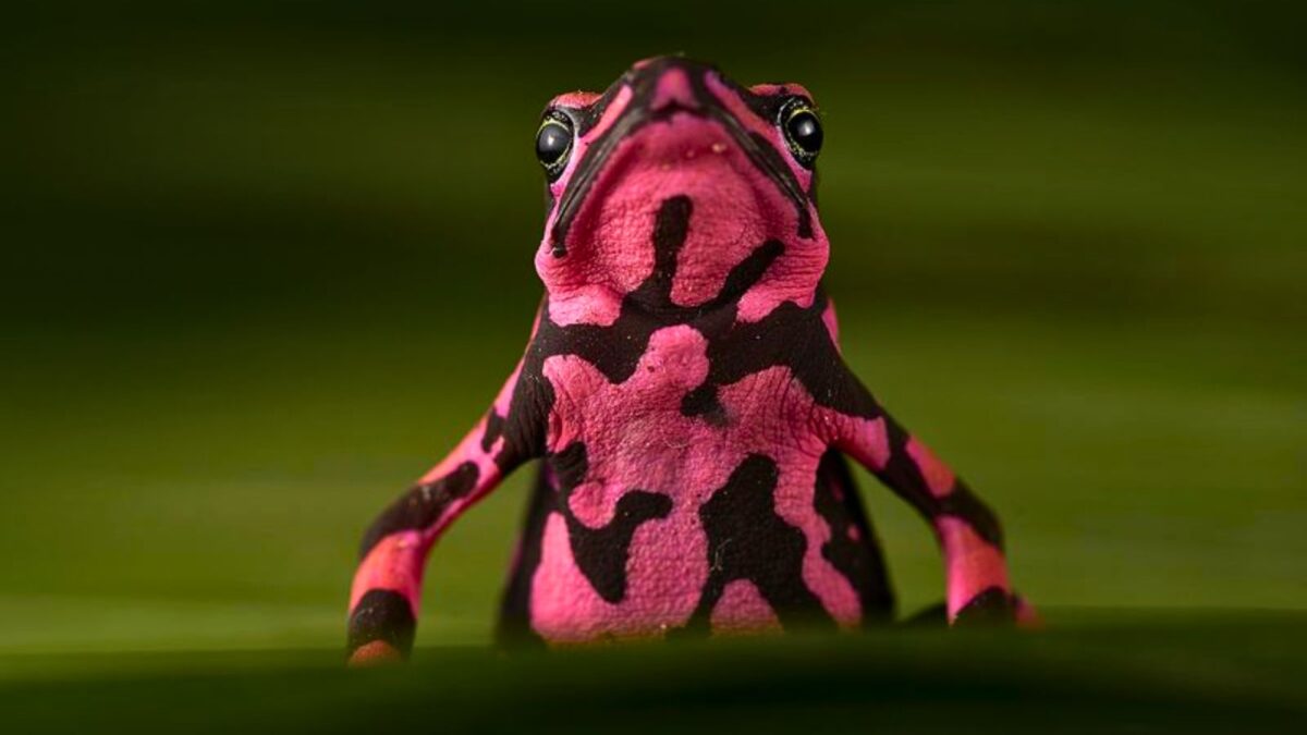 23 Vibrant Frogs And Amphibians That Bring Color To The Wild