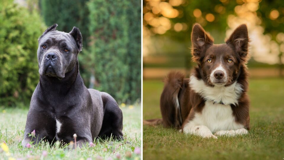 24 Fascinating Cane Corso Mixes You Need To Meet Right Now