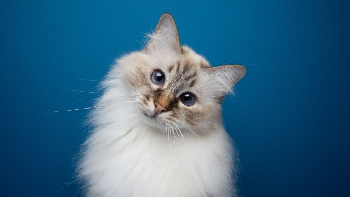 25 Interesting Cat Facts That'll Make You A Cat Expert - Animalko