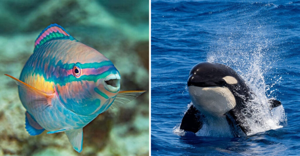 26 Ocean Animals With Extraordinary Abilities To Adapt And Survive