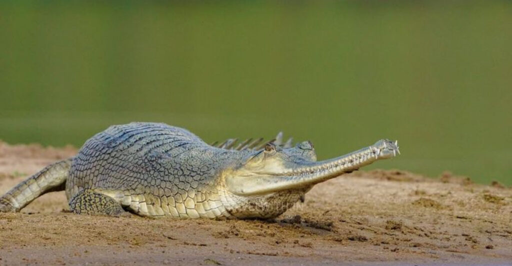 26 Scary-Looking Animals That Are Actually Harmless