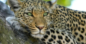 28 Rare And Endangered Big Cats That Desperately Need Protection