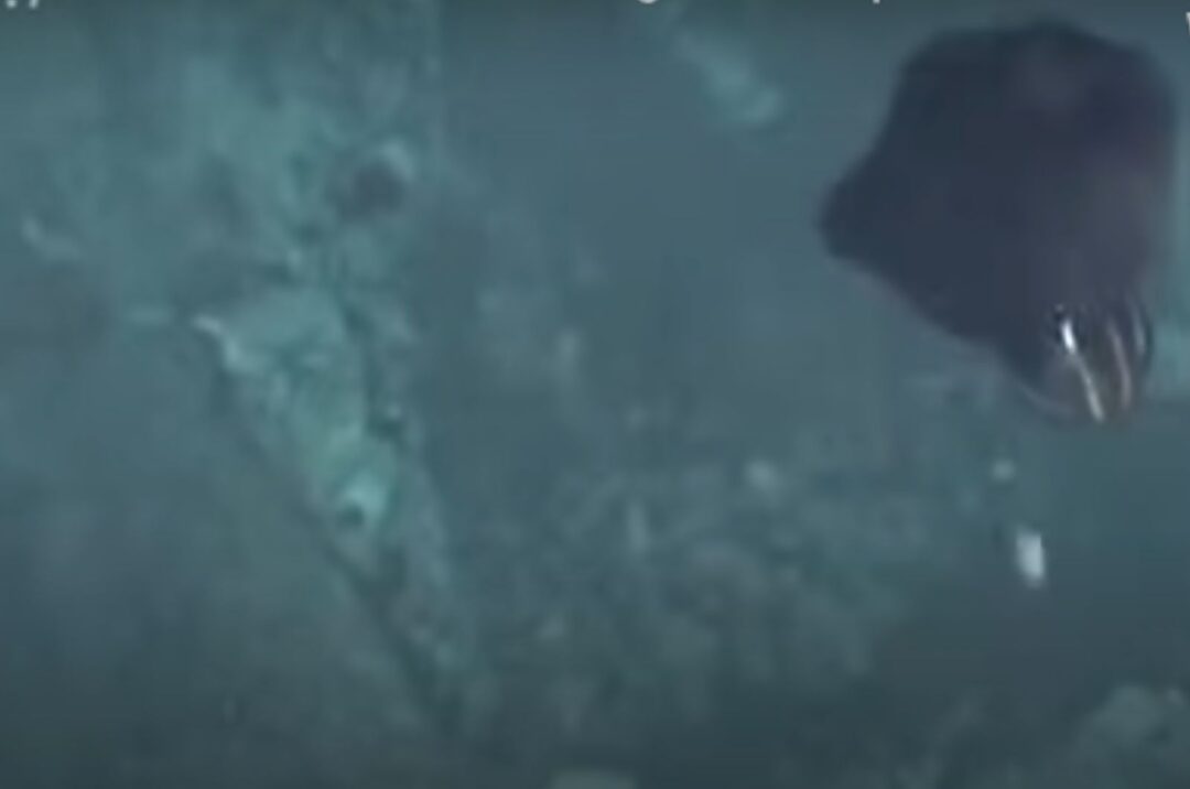 9 Shocking Sea Monsters Ever Caught On Camera