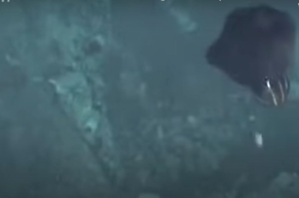 9 Shocking Sea Monsters Ever Caught On Camera