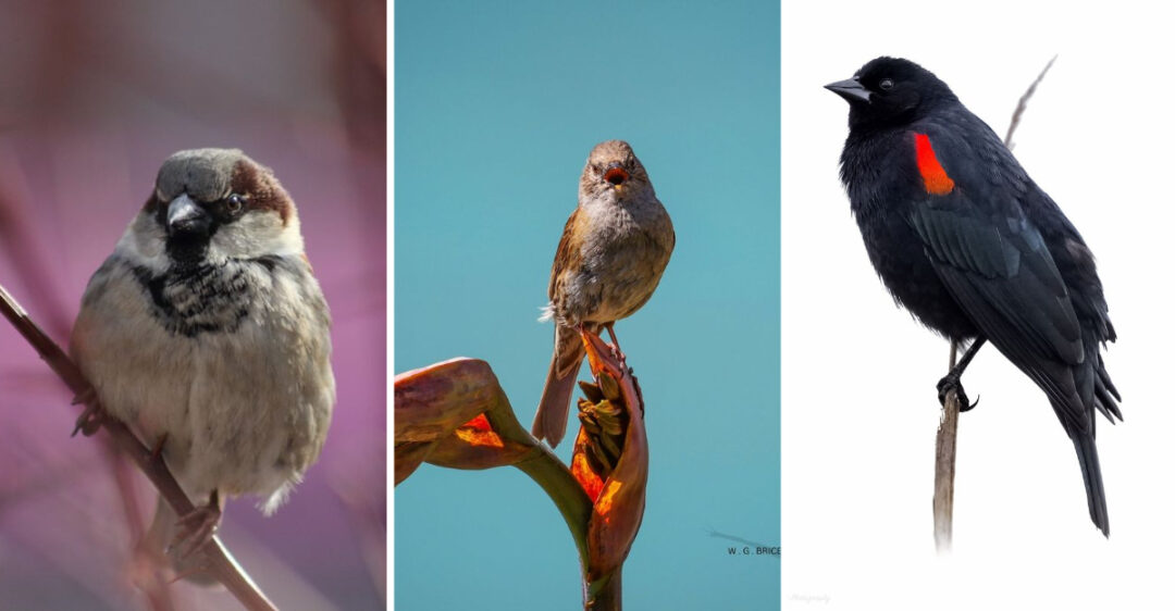 30 Common British Birds And How To Spot Them