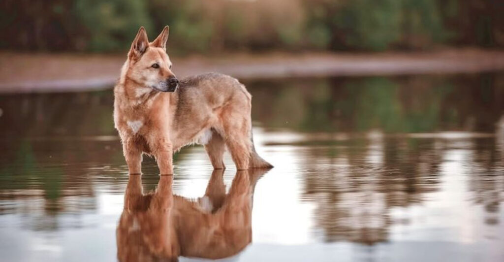 32 Unusual And Fascinating Dog Breeds You've Never Heard Of