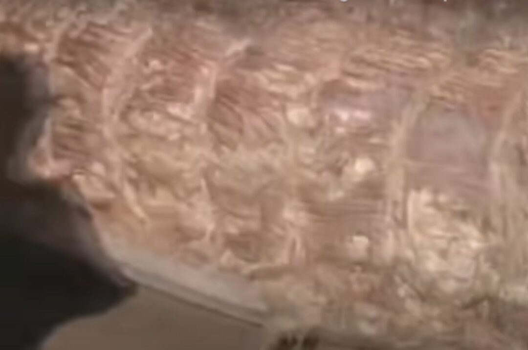 9 Shocking Sea Monsters Ever Caught On Camera