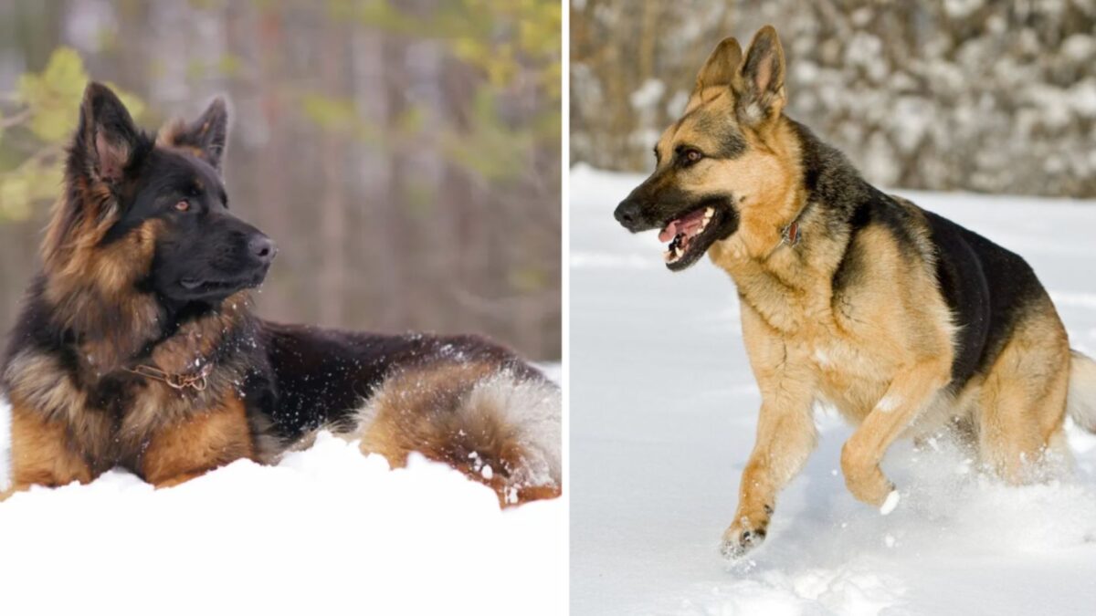5 Types Of German Shepherds – Which One Do You Love Most?