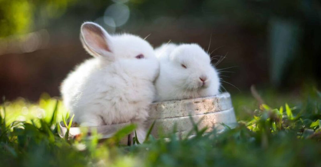 6 Ways To Show Your Pet Rabbit You Love Them (In A Way They Can Understand)