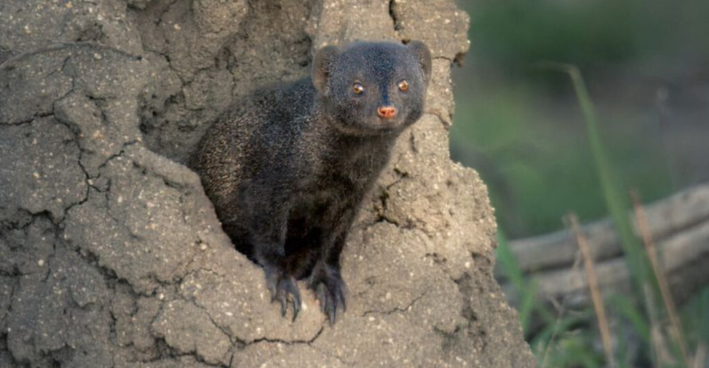 10 Magnificent Facts About Mongooses