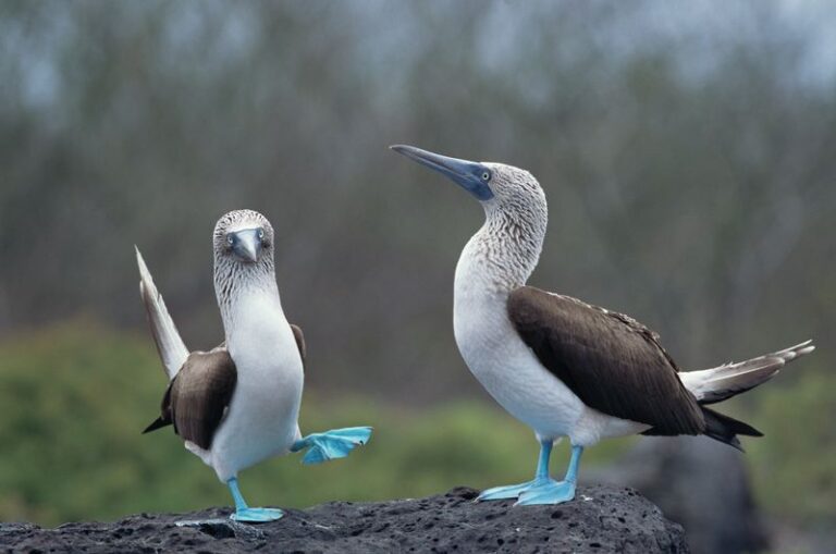 8 Bizarre Animal Mating Rituals That Will Shock You