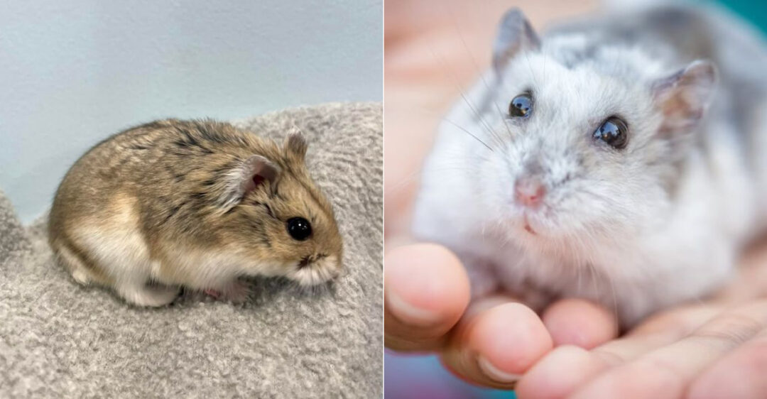 7 Best Hamster Breeds To Keep As Pets