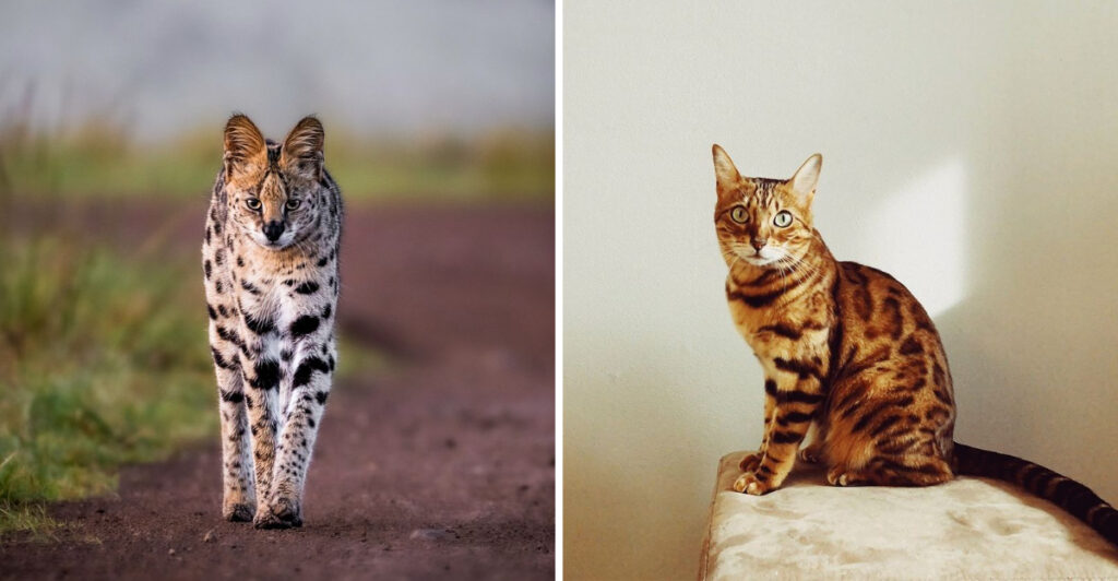 15 Small Cat Breeds That Stay Adorably Tiny Forever