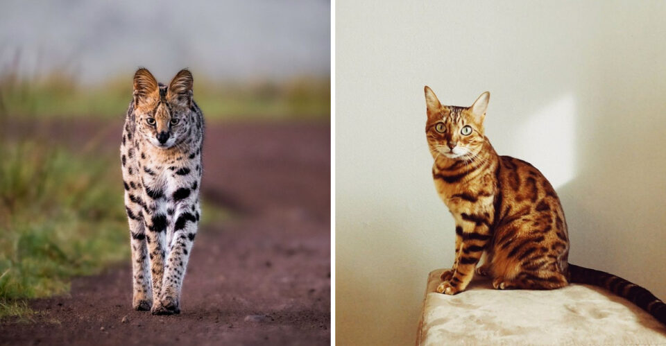 15 Small Cat Breeds That Stay Adorably Tiny Forever