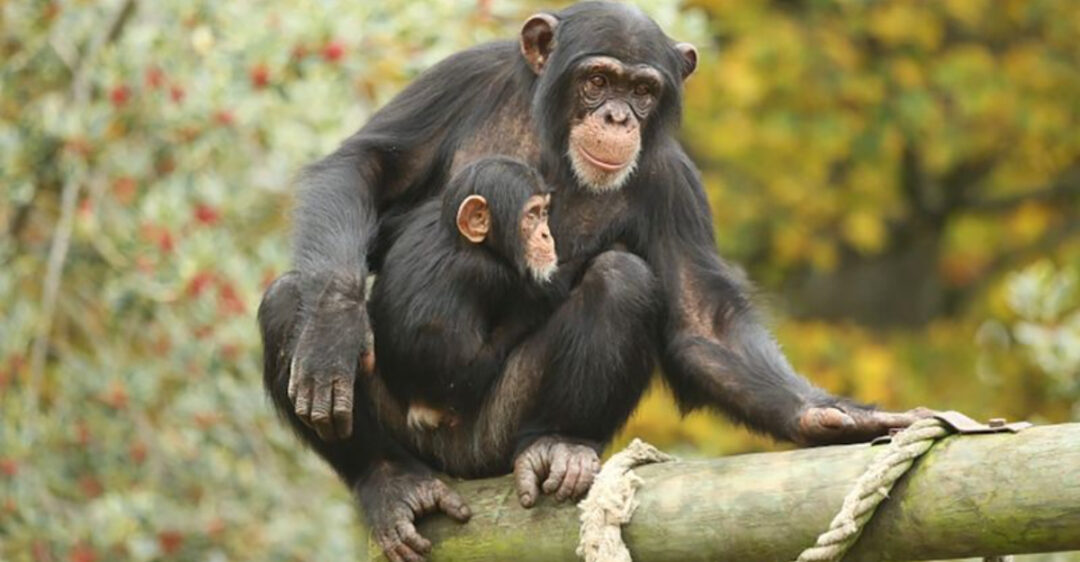 10 Key Differences Between Apes And Gorillas