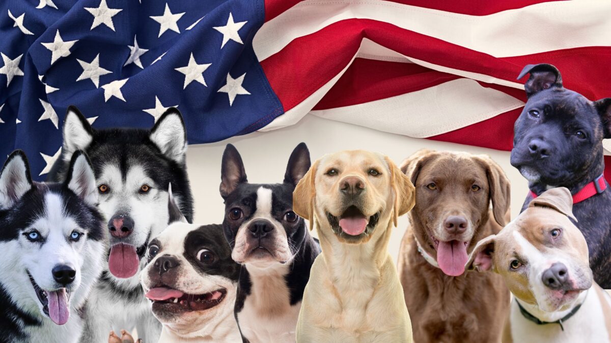 7 American Dog Breeds And Their International Counterparts