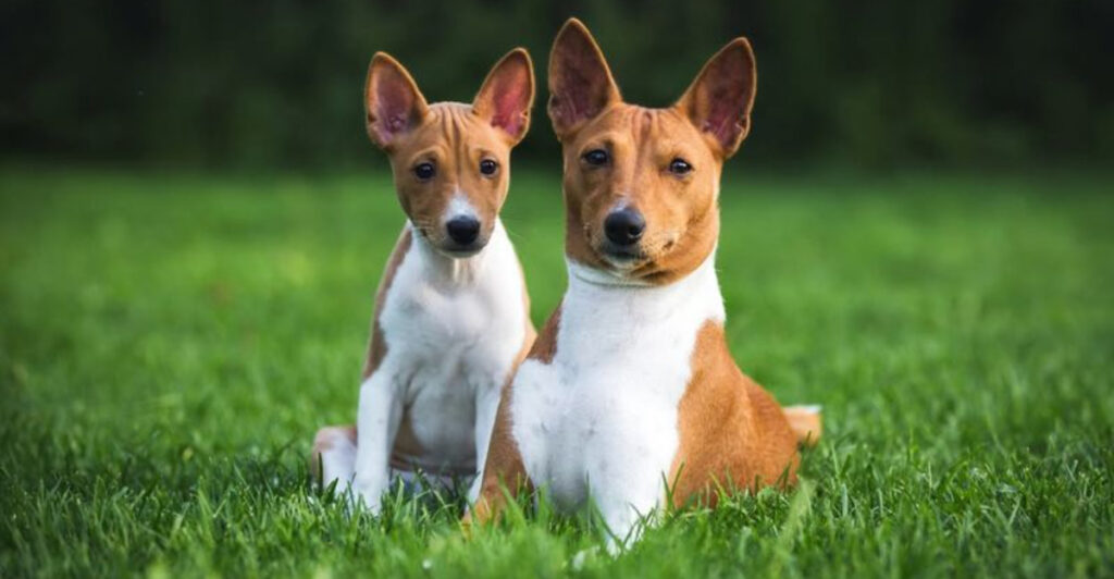 8 Fun Facts About The Basenji: The Barkless Dog