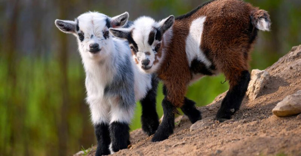 8 Things To Know About Caring For Miniature Goats