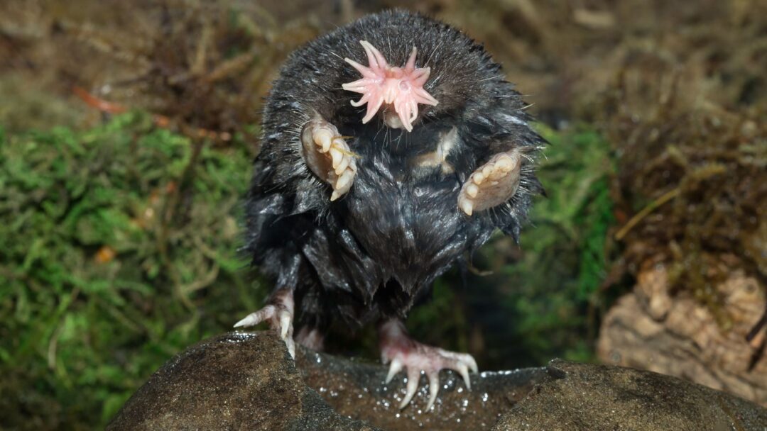 8 Things To Know About The Bizarre Life Of The Star-Nosed Mole