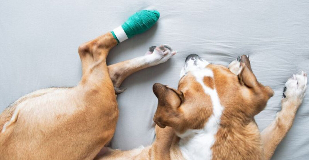 8 Reasons Why Dogs Chew Their Paws? A Veterinary Dermatologist Explains