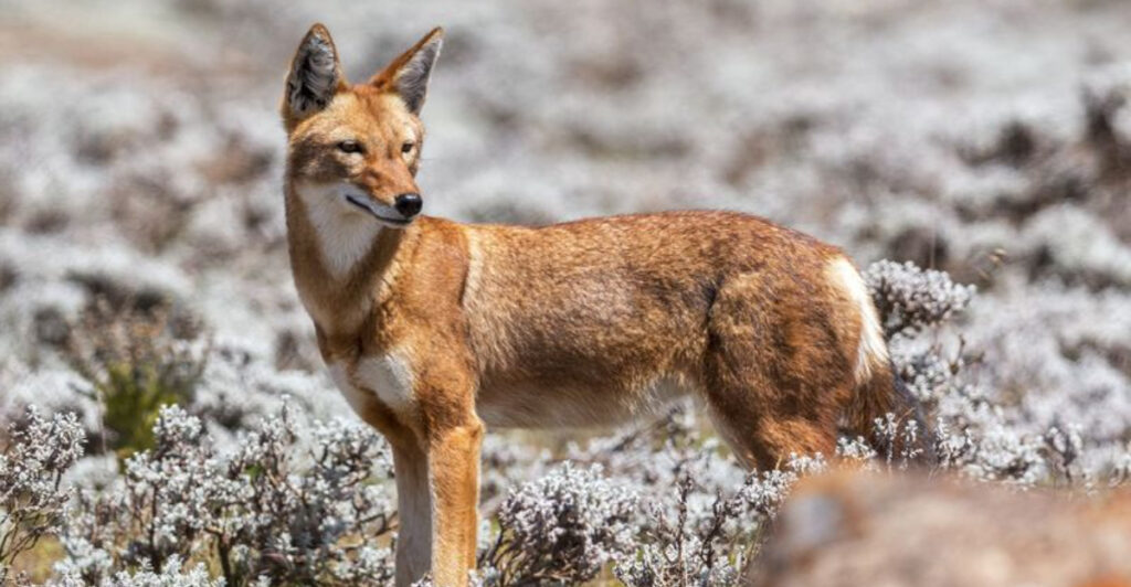 9 Amazing Facts About The Ethiopian Wolf