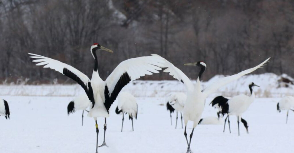 9 Birds With The Most Spectacular Mating Dances