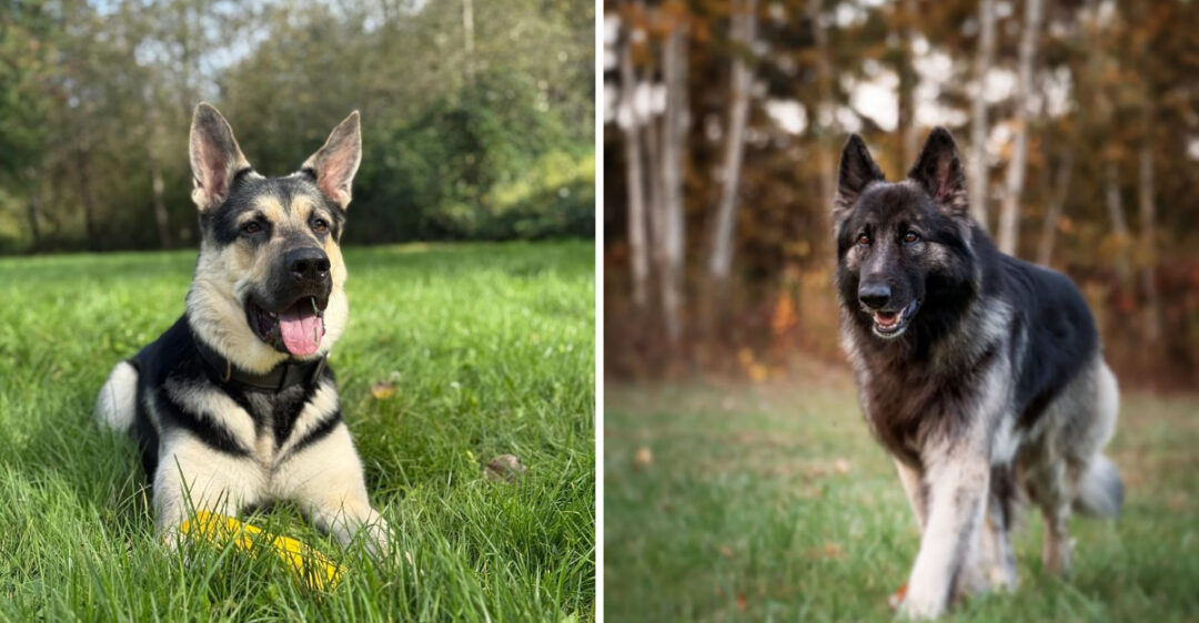 9 Breeds You’ll Love If You Like German Shepherds