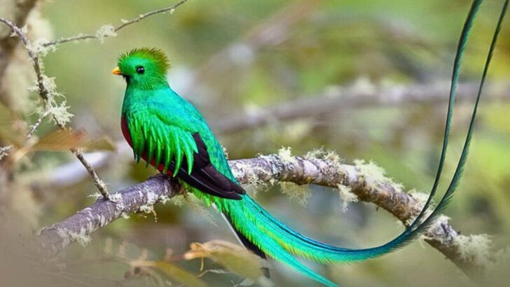 9 Enchanting Facts About The Mythical Resplendent Quetzal Of Central ...