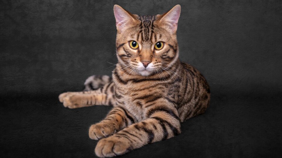 9 Fascinating Tabby Cat Colors, Ranked From Rarest To Most Common ...