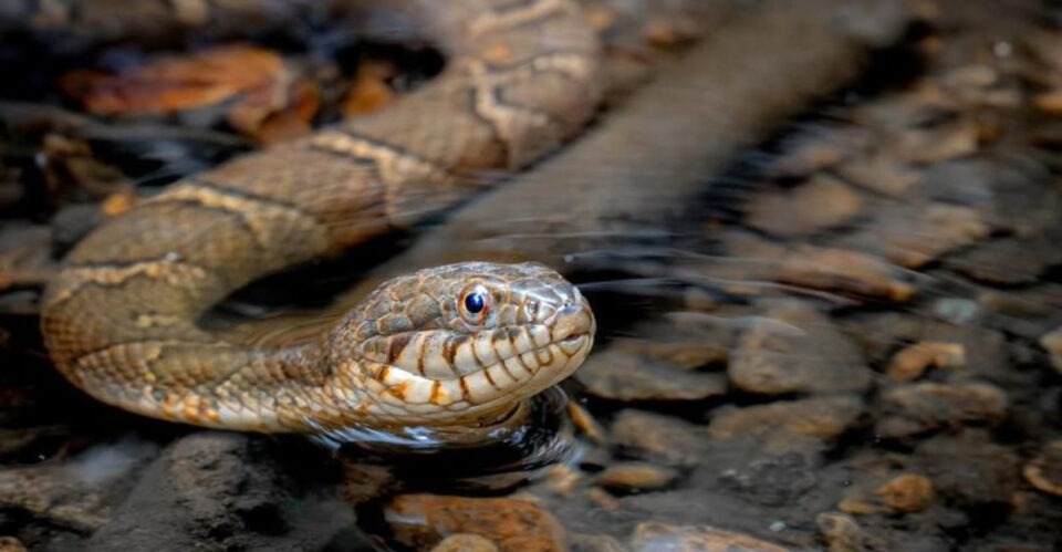9 Most Snake-Infested Rivers In America