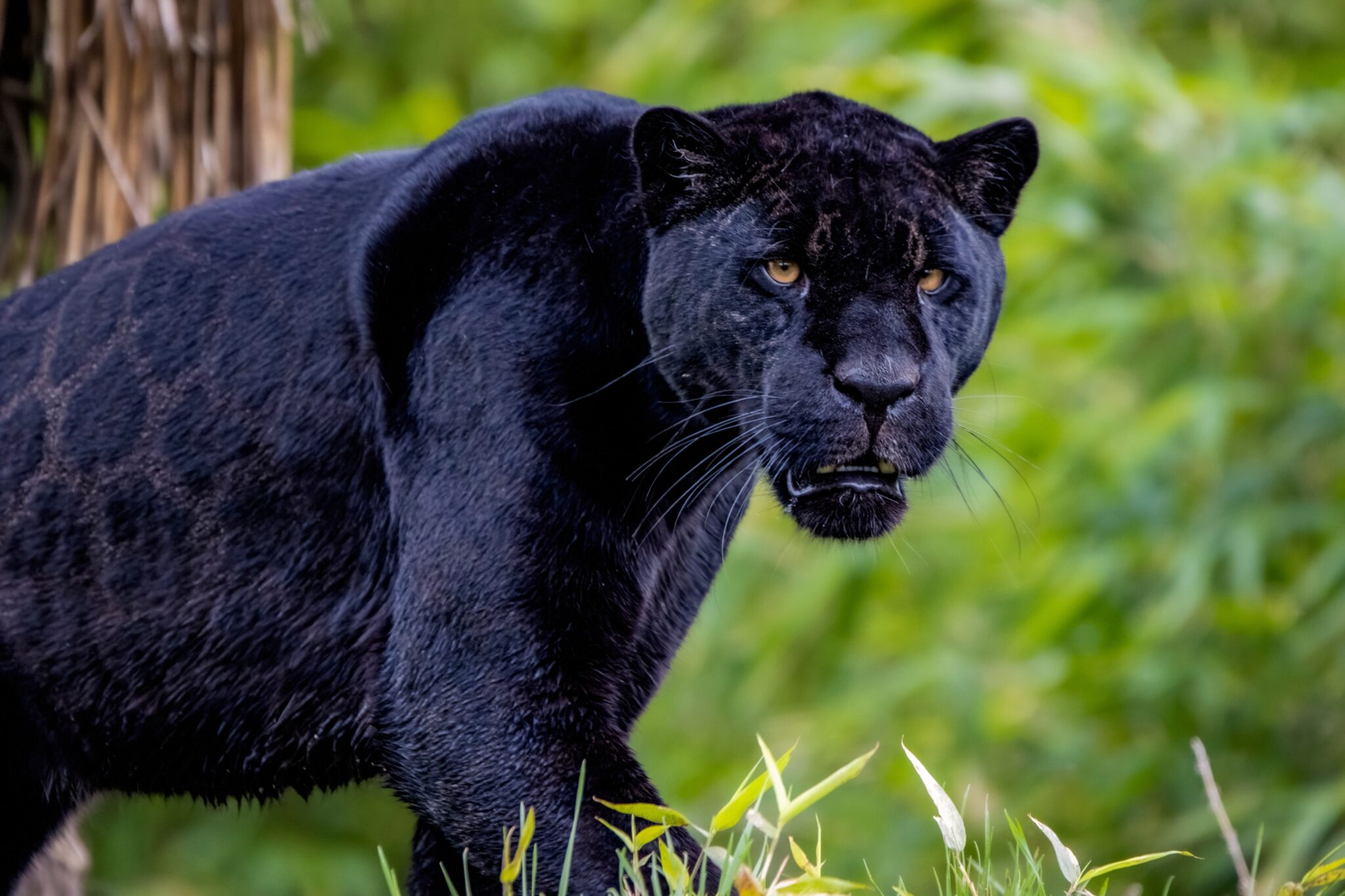 9 Rare Melanistic Big Cats And Their Evolutionary Advantage - Animalko