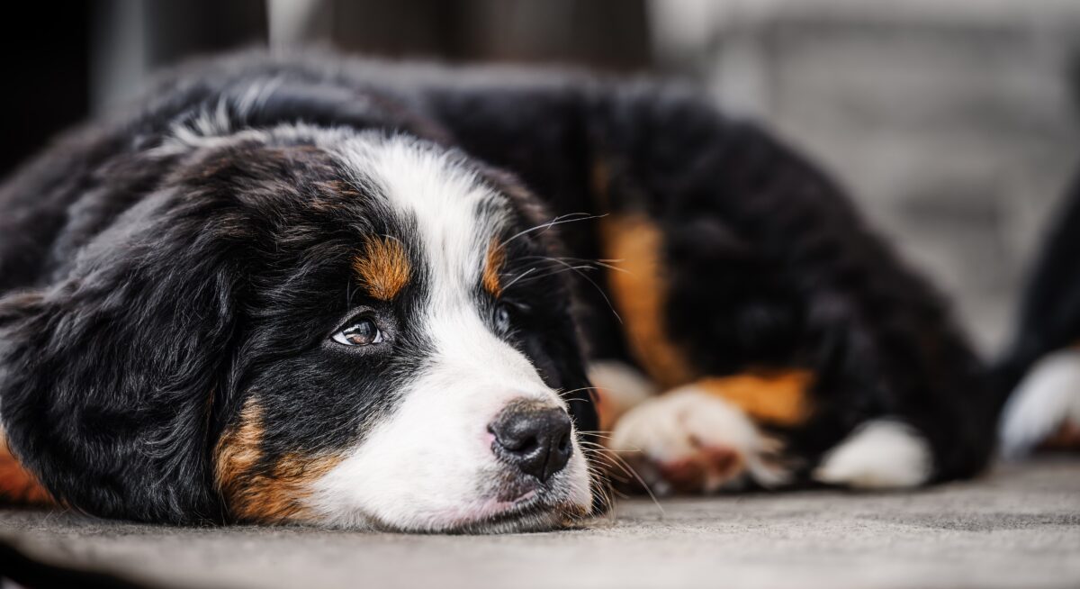 9 Reasons Why Getting Purebred Dogs Might Be Unethical