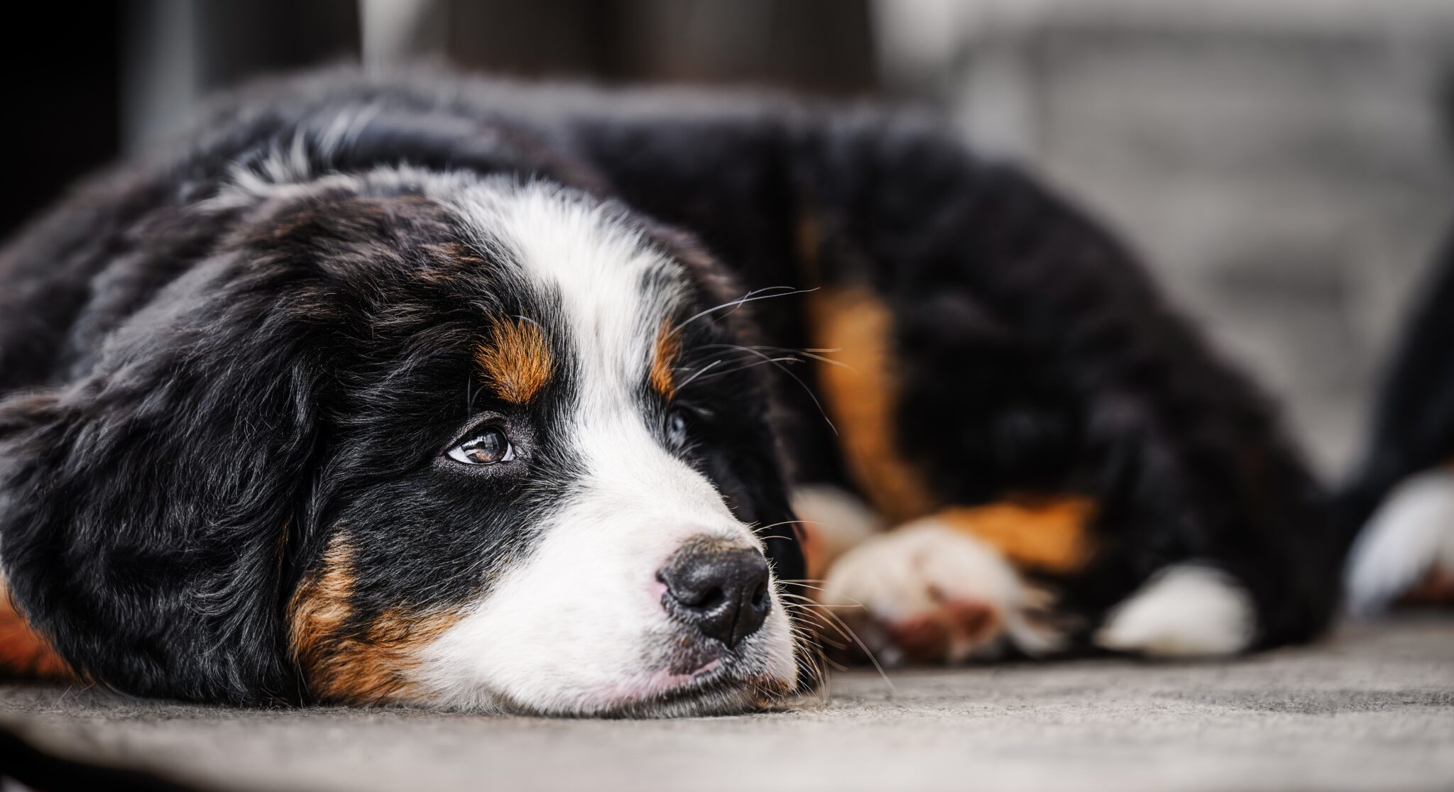 9 Reasons Why Getting Purebred Dogs Might Be Unethical