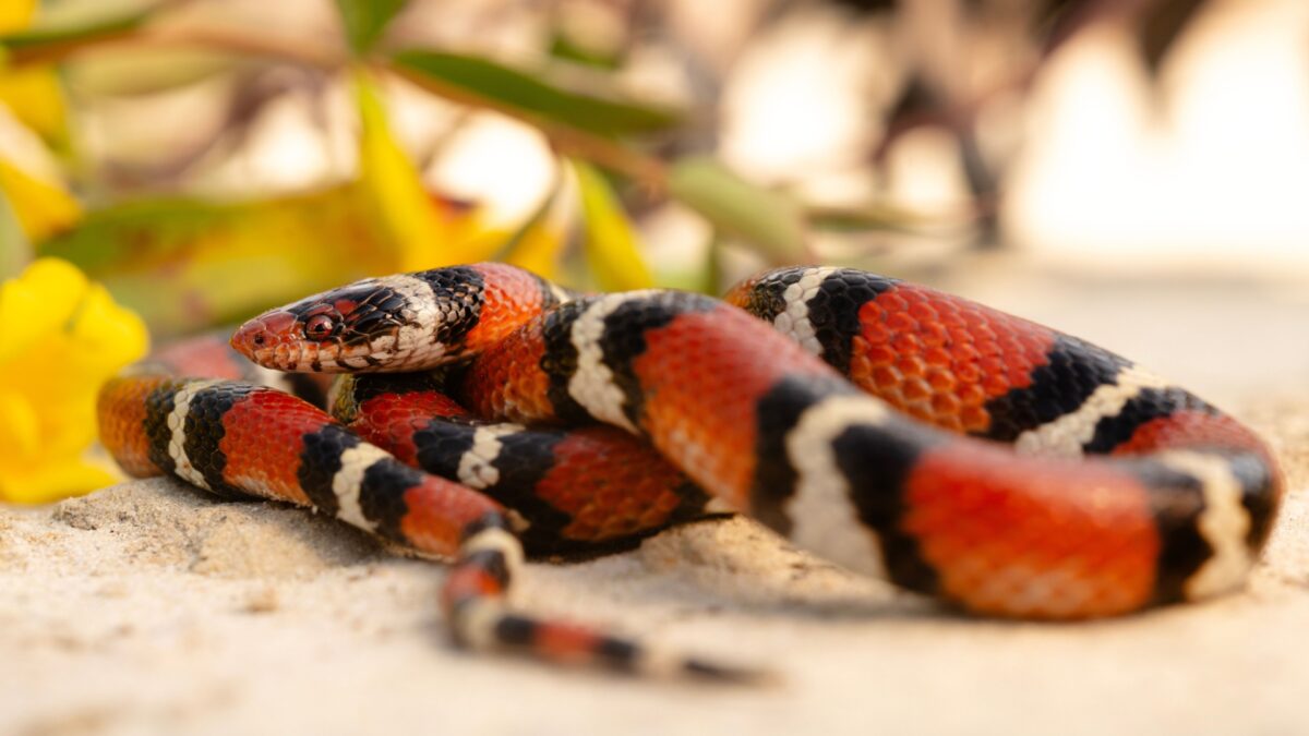 9 Ways To Identify Striking Red And Black Snakes