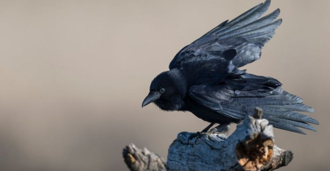 10 Human-Like Traits Scientists Discovered In Crows