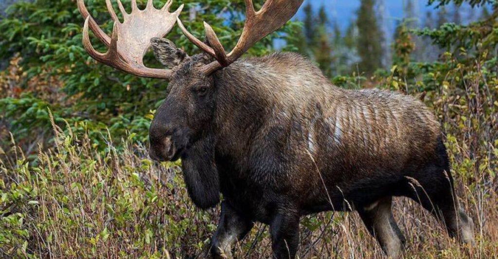 All About The Largest Moose Ever Caught In Alaska