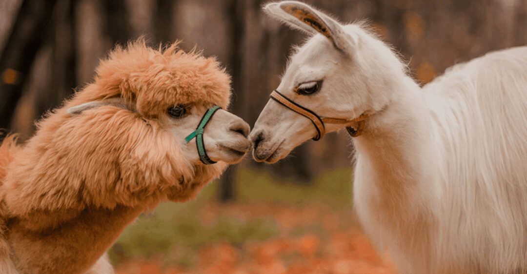 Alpaca vs Llama - What's The Difference?