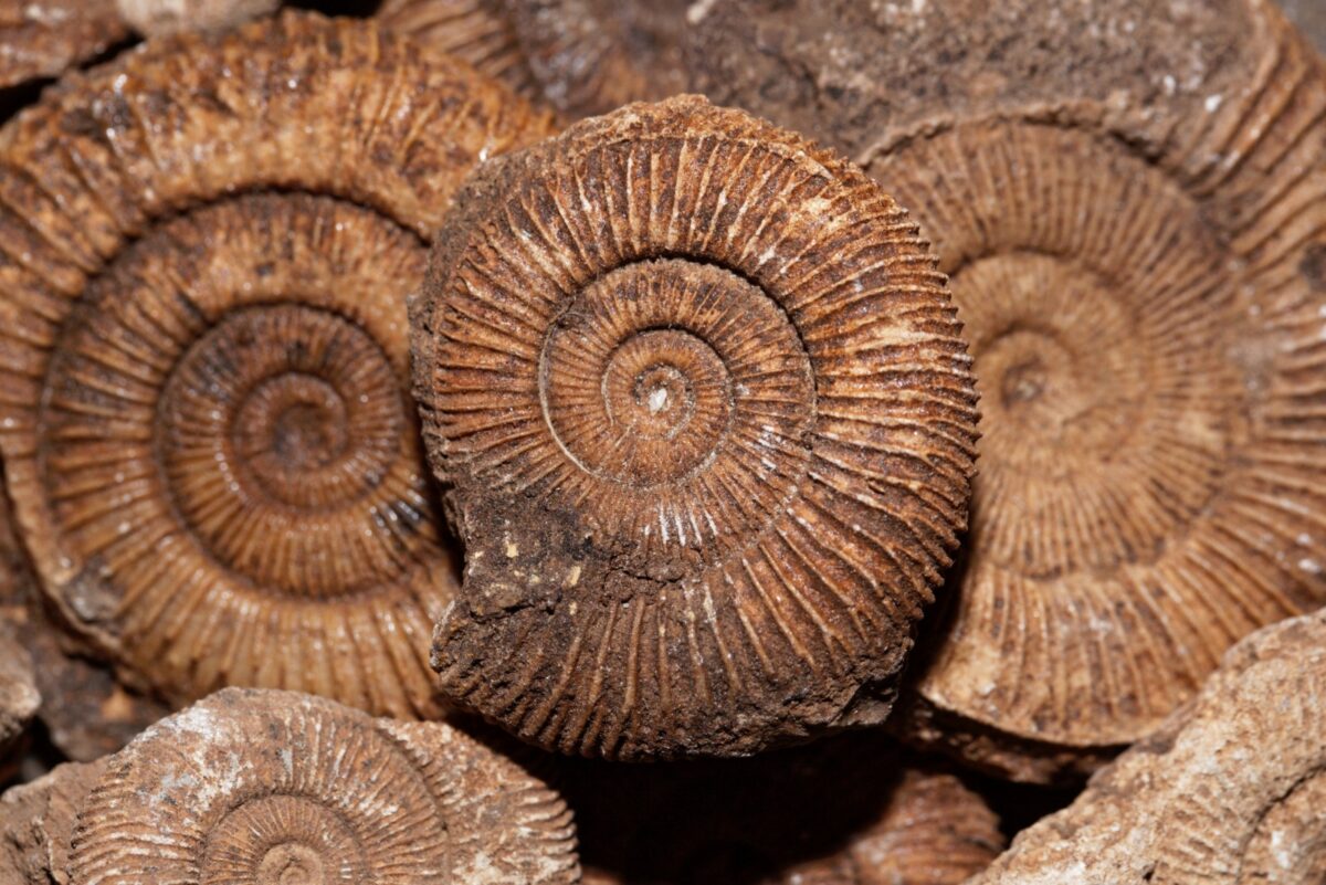 12 Animals That Date Back To The Age Of Dinosaurs