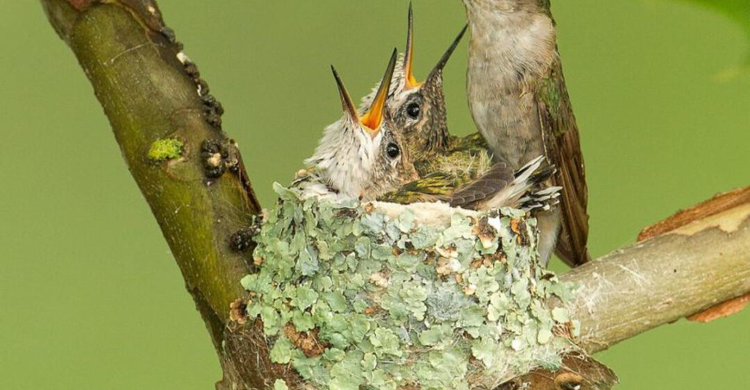 Hummingbird Nests Are Hard To Spot, But Here's 8 Things To Look Out For