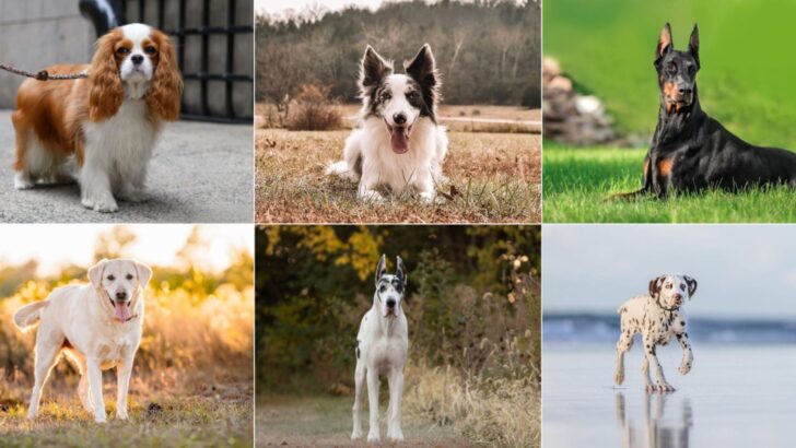 Best Dog Breeds For All Horoscope Signs