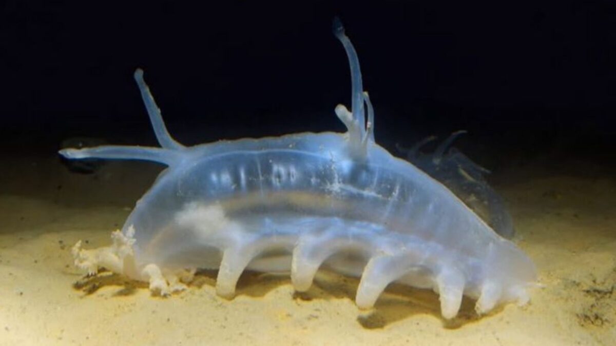 Bizarre Deep-Sea Creatures Found Off The Coast Of Oregon