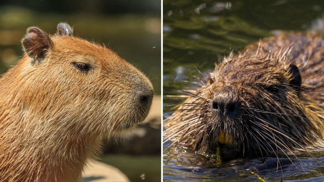 Capybara Vs Nutria: 10 Key Differences