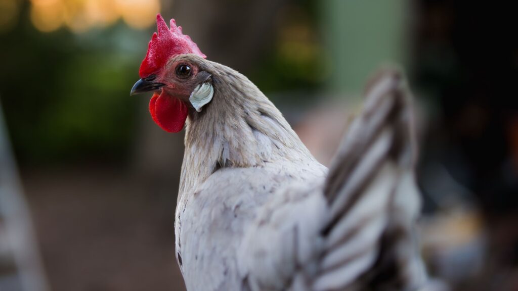 Discover 12 Amazing Blue Chicken Breeds