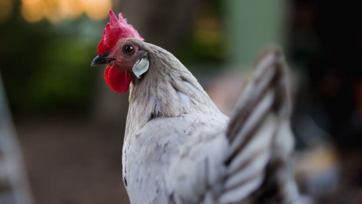 Discover 12 Amazing Blue Chicken Breeds