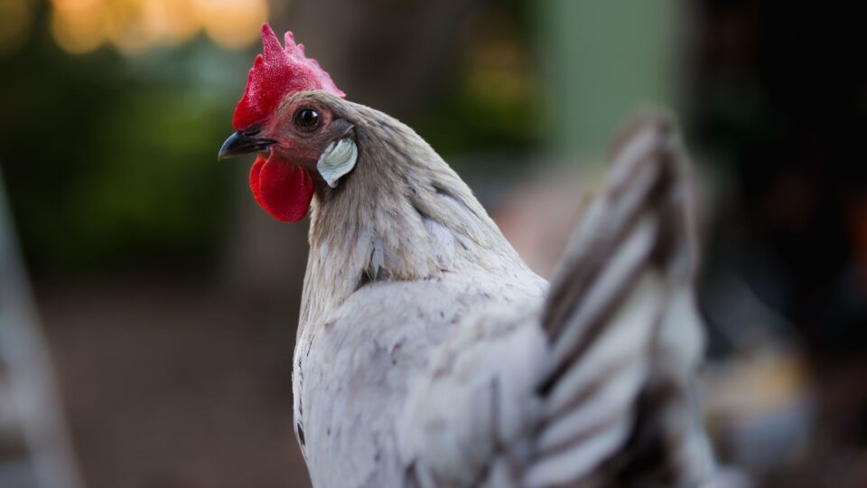 Discover 12 Amazing Blue Chicken Breeds