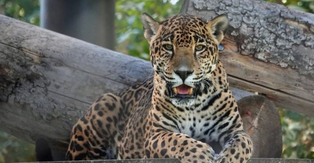 Discover The 8 Wild Cat Species In South America